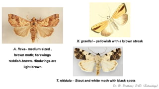 Pests of Bhendi_Bionomics_IPM_Dr.UPR.pdf | Beekeeping | Hobbies & Interests