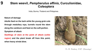 Pests of Bhendi_Bionomics_IPM_Dr.UPR.pdf