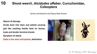 Pests of Bhendi_Bionomics_IPM_Dr.UPR.pdf | Beekeeping | Hobbies & Interests