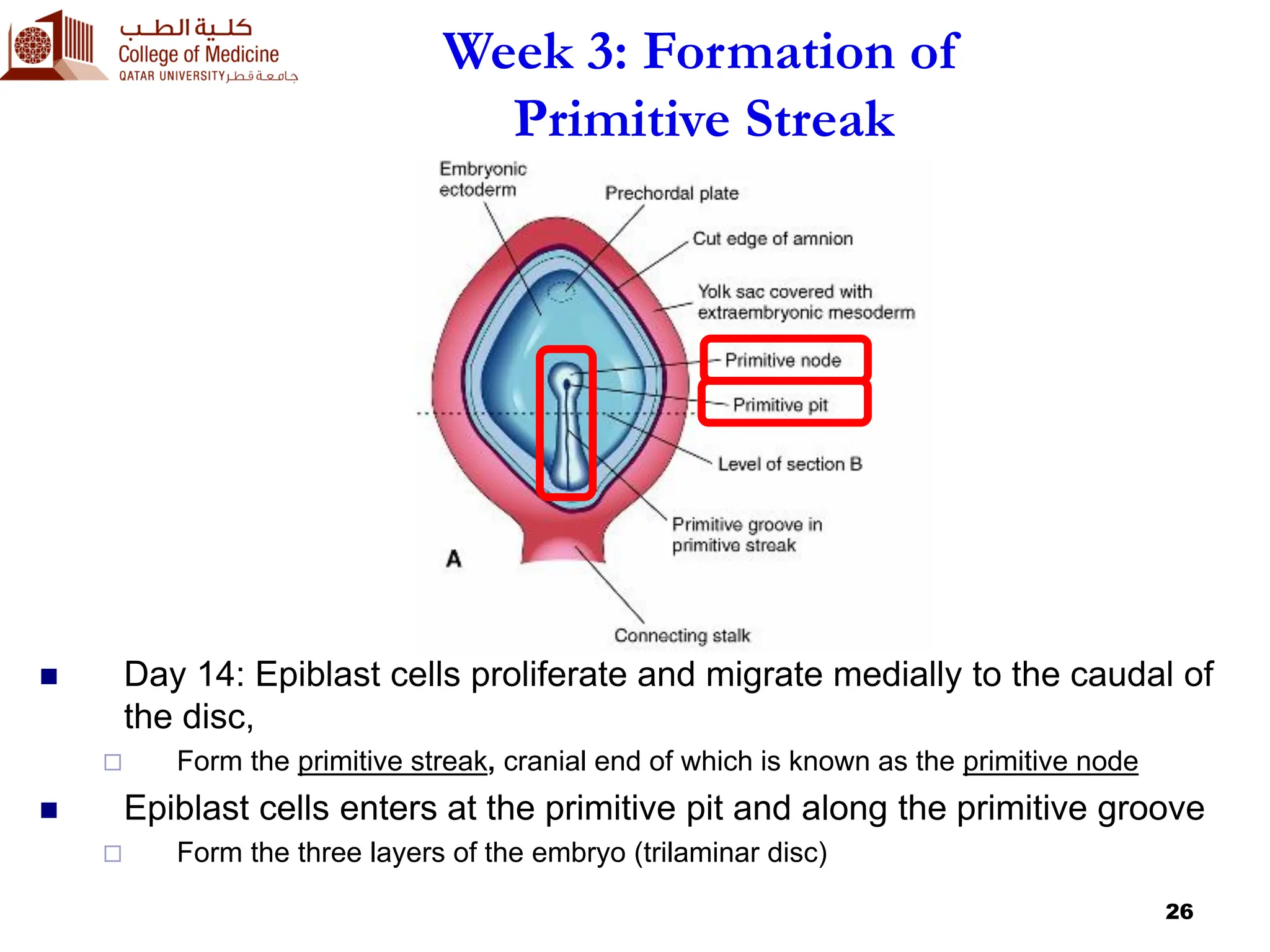 1 Female Reproductive System And Embryonic Developmentpdf