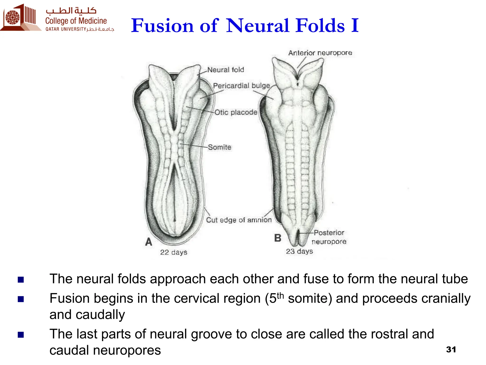1. Female Reproductive System and Embryonic Development.pdf