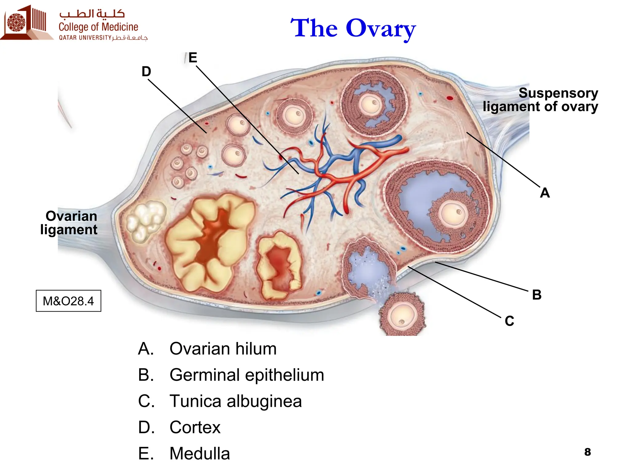 1. Female Reproductive System and Embryonic Development.pdf