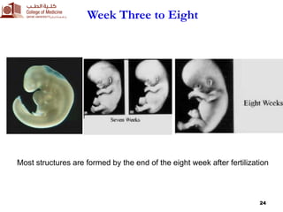 1. Female Reproductive System and Embryonic Development.pdf