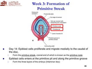 1. Female Reproductive System and Embryonic Development.pdf