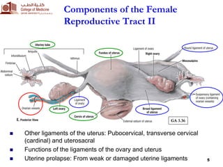 1. Female Reproductive System and Embryonic Development.pdf