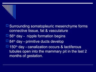 1.ANATOMY OF THE BREAST AND LYMPH NODE STATIONS OF BREASTppt | PPT