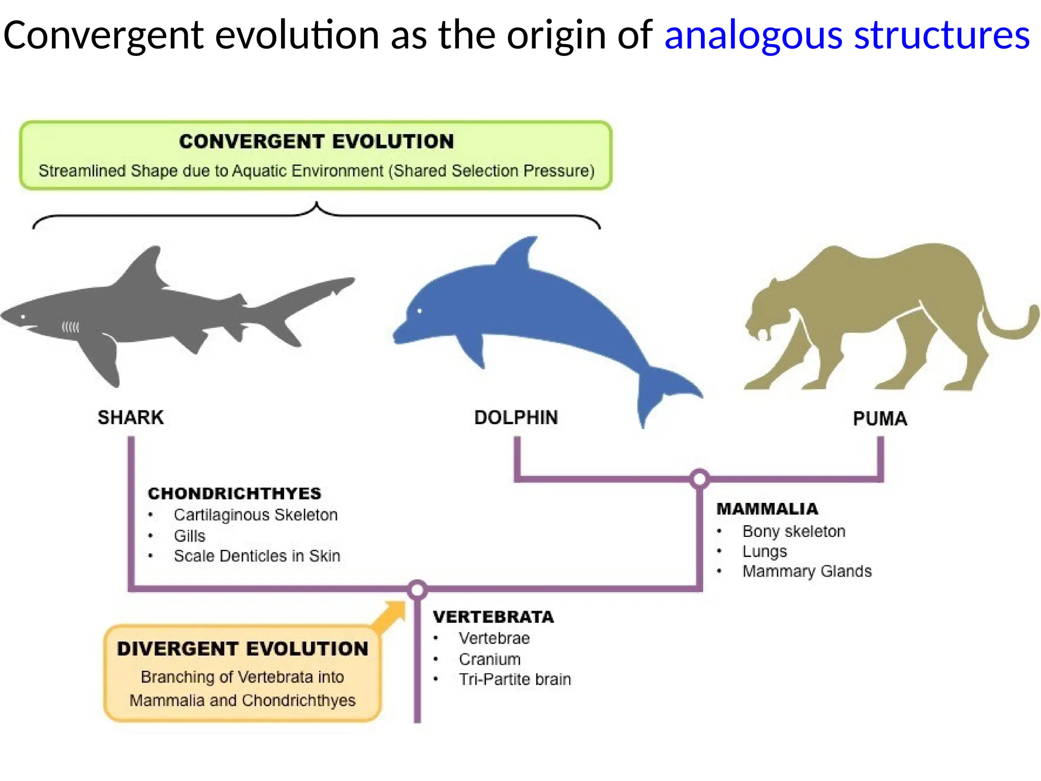 1. A 4.1 SL Evolution.pptx for IB Biology | PPTX