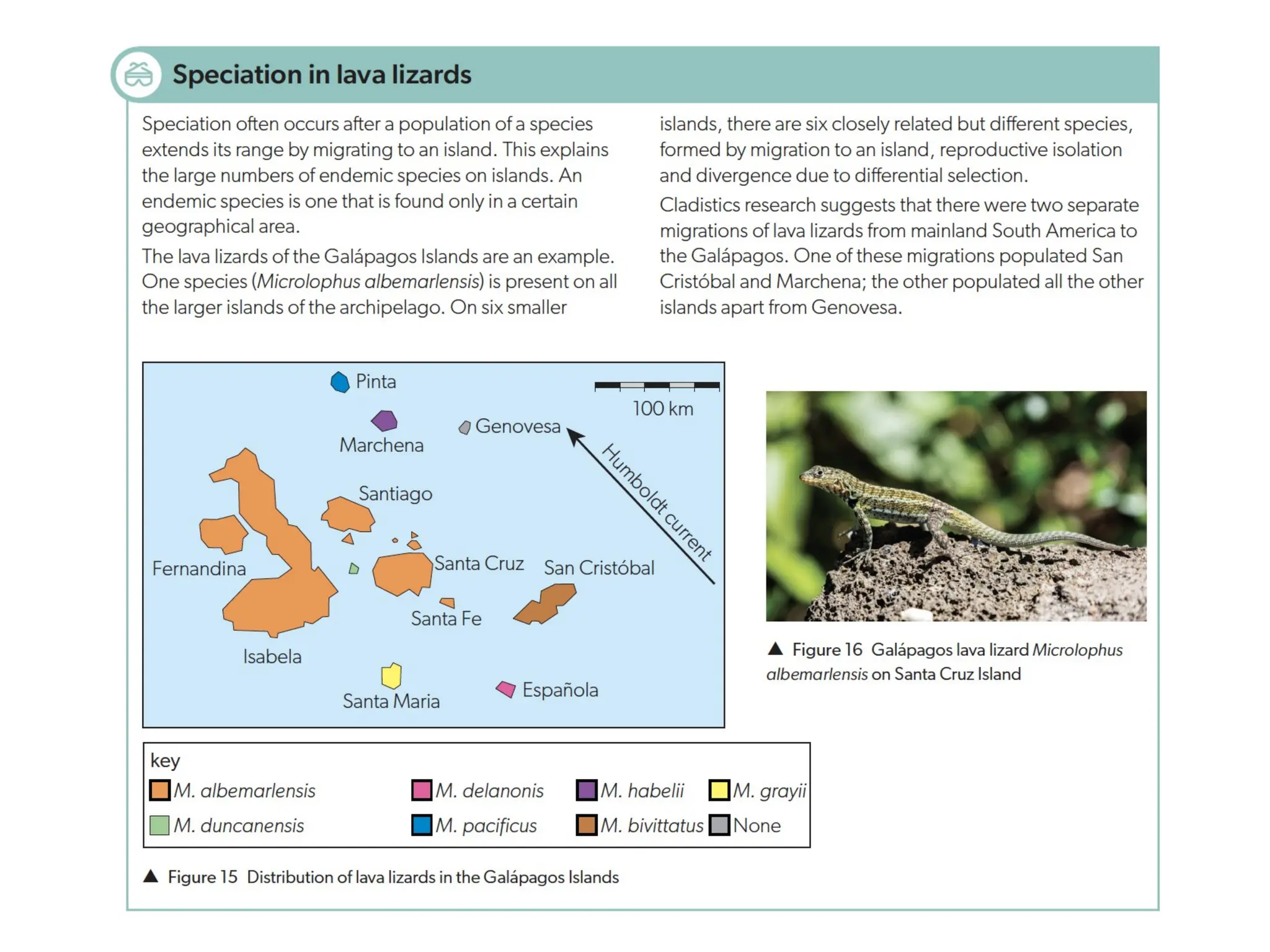 1. A 4.1 SL Evolution.pptx for IB Biology | PPTX