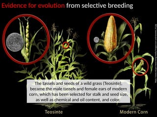 1. A 4.1 SL Evolution.pptx for IB Biology | PPTX