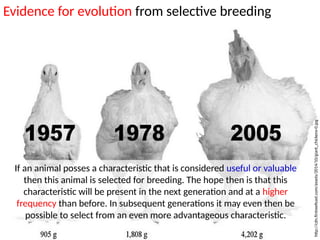 1. A 4.1 SL Evolution.pptx for IB Biology | PPTX