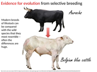 1. A 4.1 SL Evolution.pptx for IB Biology | PPTX