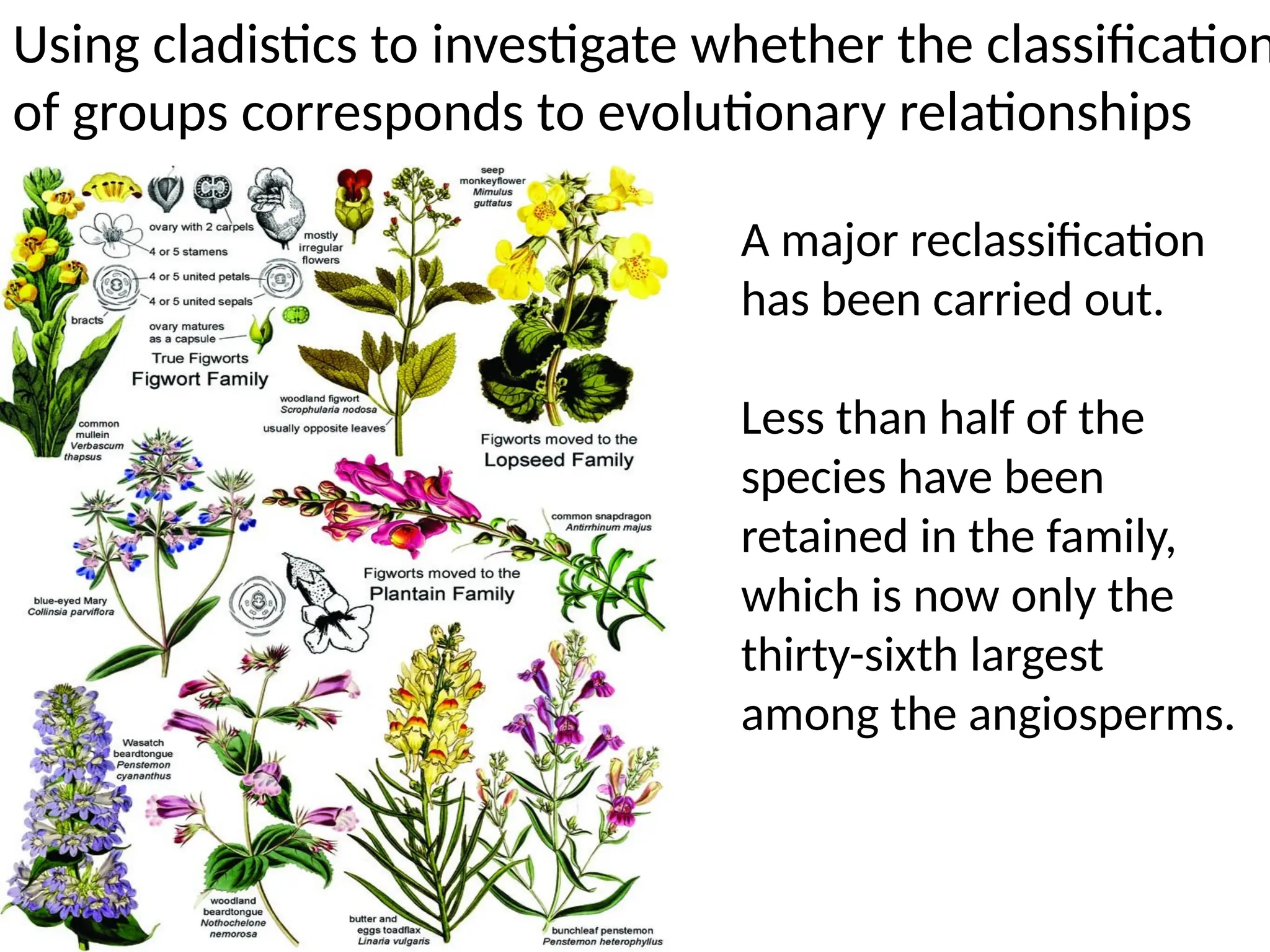 1. A 3.2 HL Classification.pptx IB Biology | PPTX