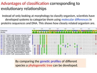 1. A 3.2 HL Classification.pptx IB Biology | PPTX | Biological Sciences ...
