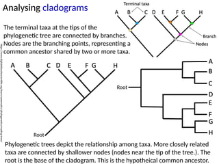 1. A 3.2 HL Classification.pptx IB Biology | PPTX
