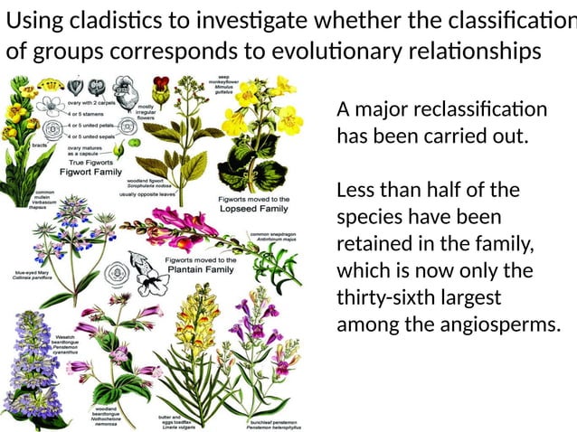1. A 3.2 HL Classification.pptx IB Biology | PPTX | Biological Sciences | Science