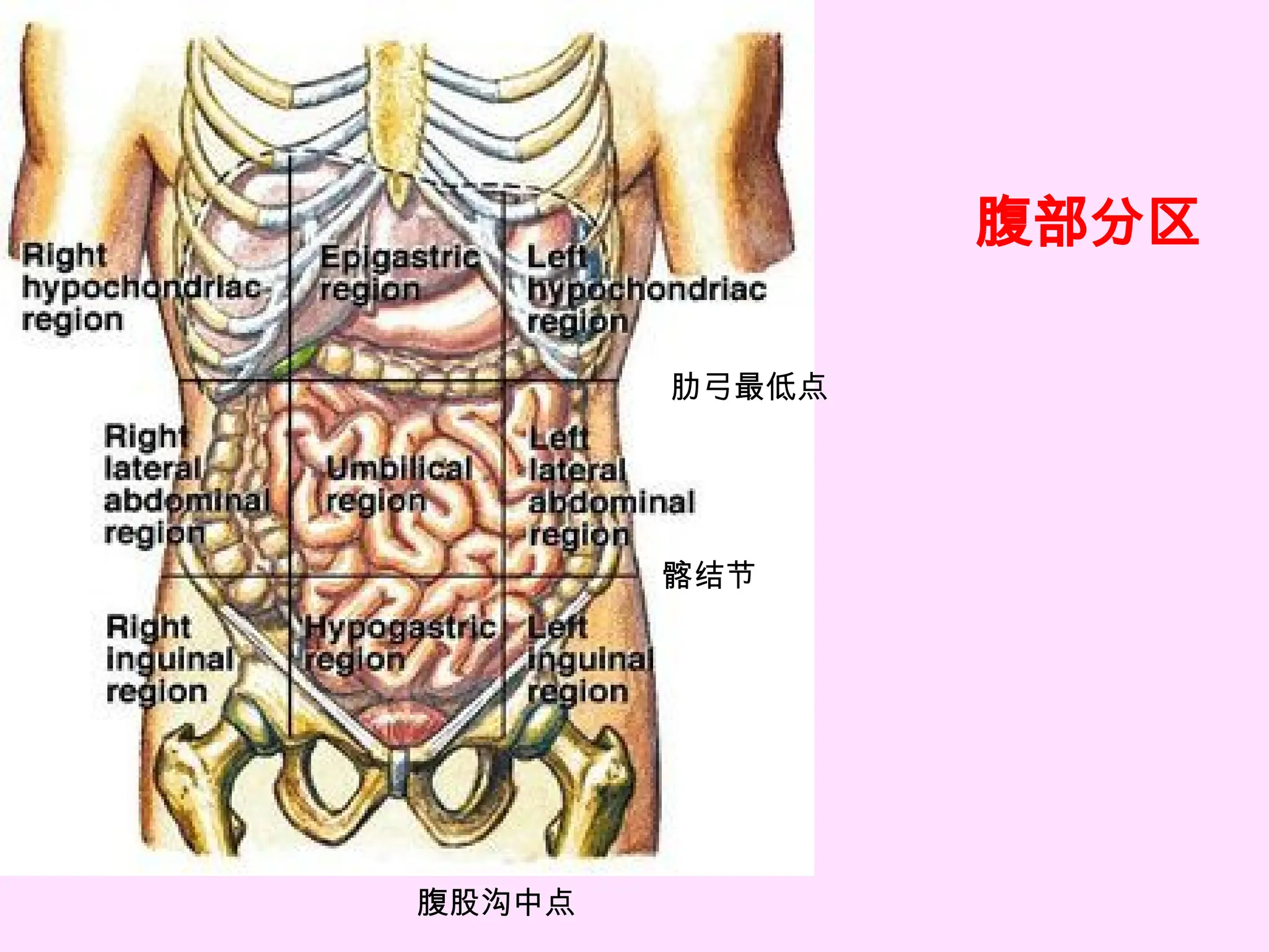 organs surface anatomy how to locate.ppt