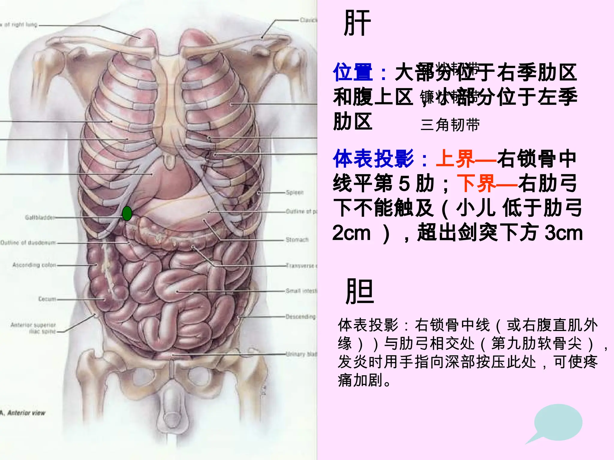 organs surface anatomy how to locate.ppt