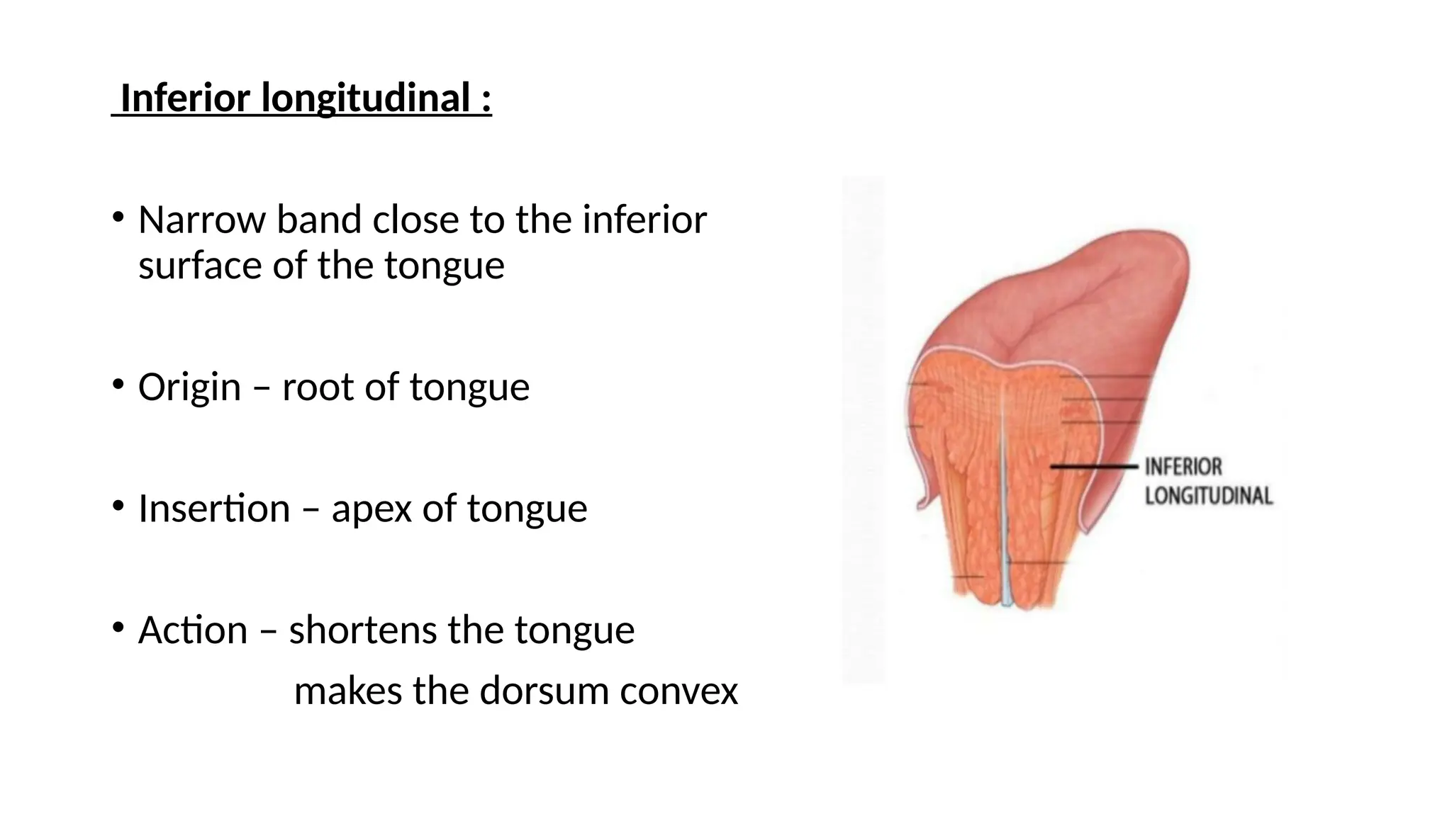 Development of tongue and its significance in prosthodontics | PPTX