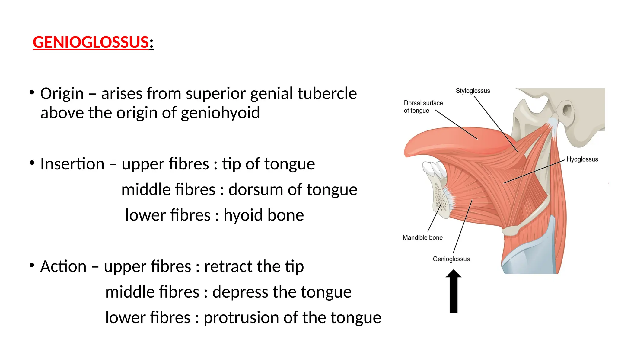 Development of tongue and its significance in prosthodontics | PPTX