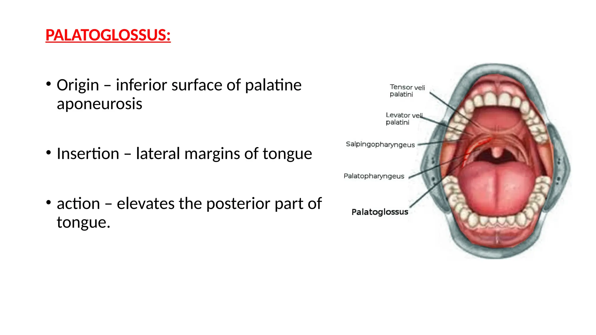 Development of tongue and its significance in prosthodontics | PPTX