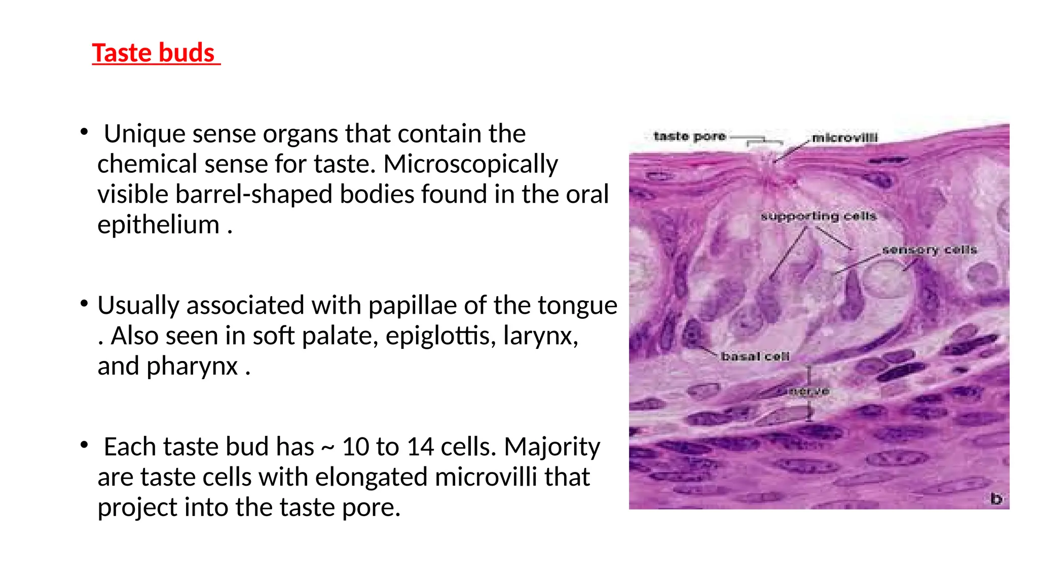 Development of tongue and its significance in prosthodontics | PPTX
