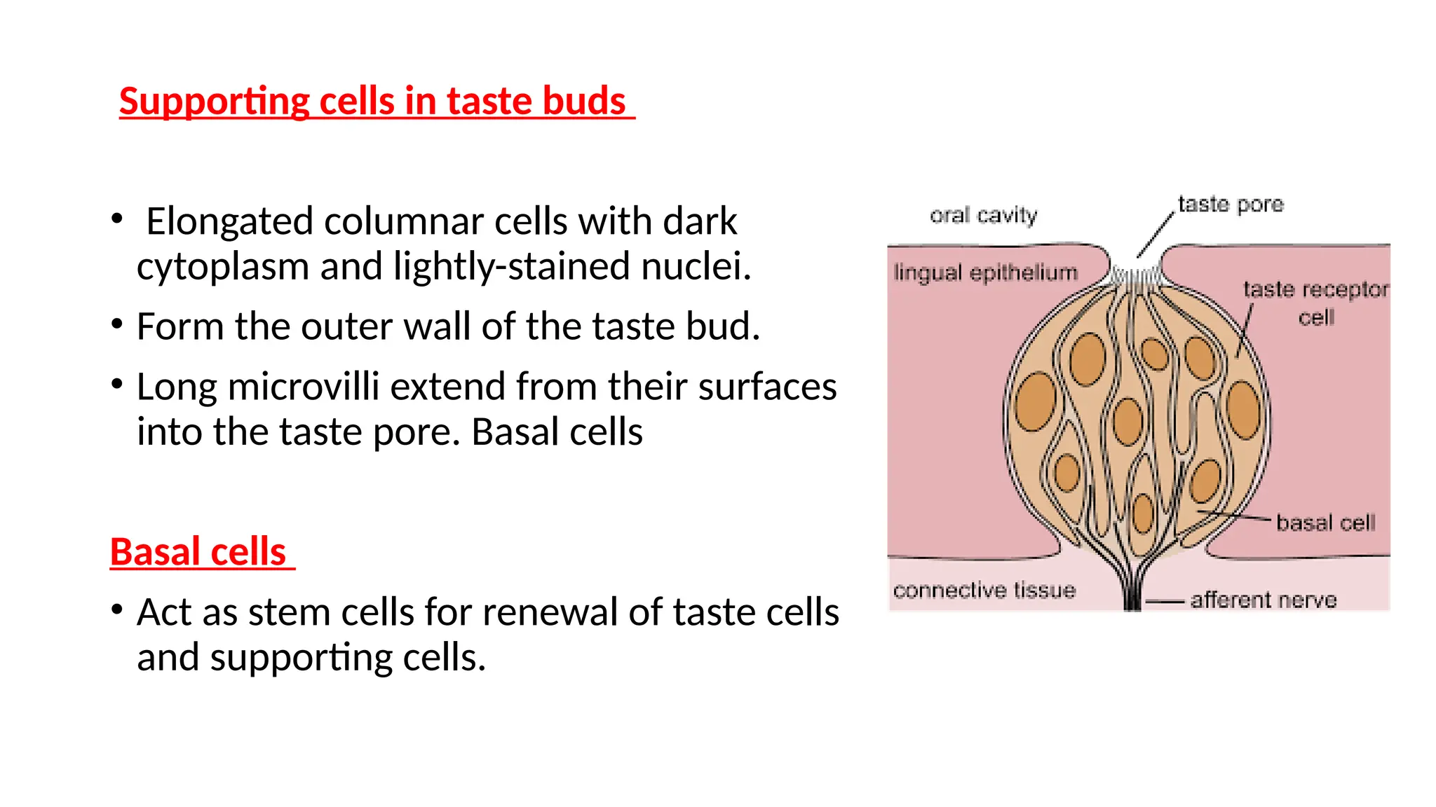 Development of tongue and its significance in prosthodontics | PPTX