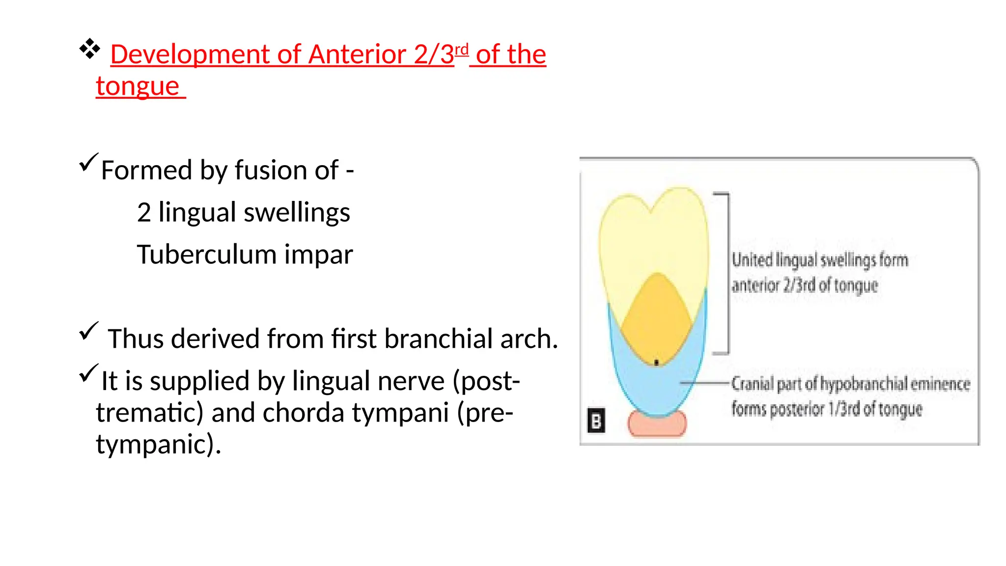 Development of tongue and its significance in prosthodontics | PPTX