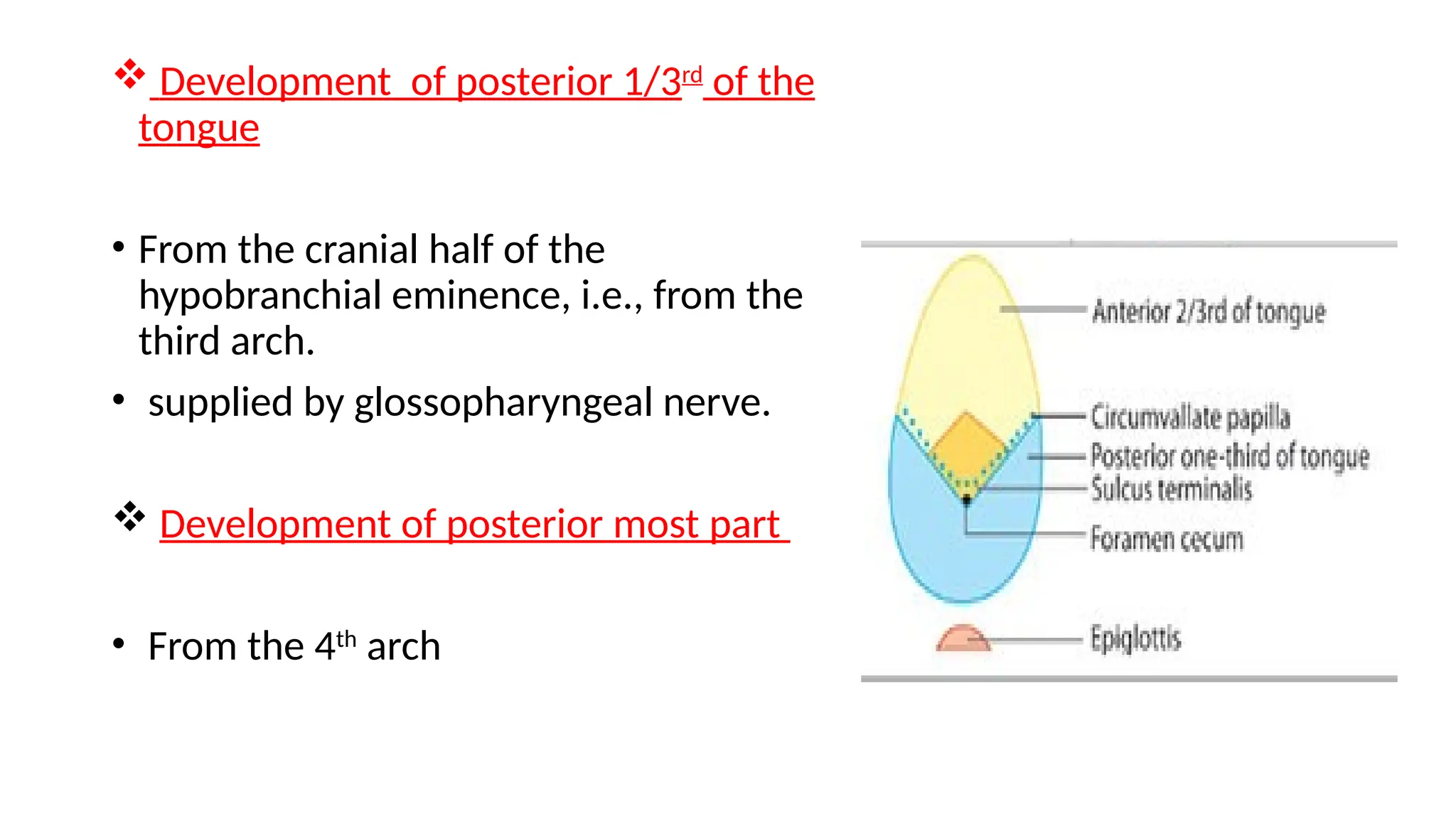 Development of tongue and its significance in prosthodontics | PPTX
