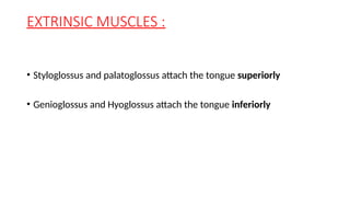 Development of tongue and its significance in prosthodontics | PPTX