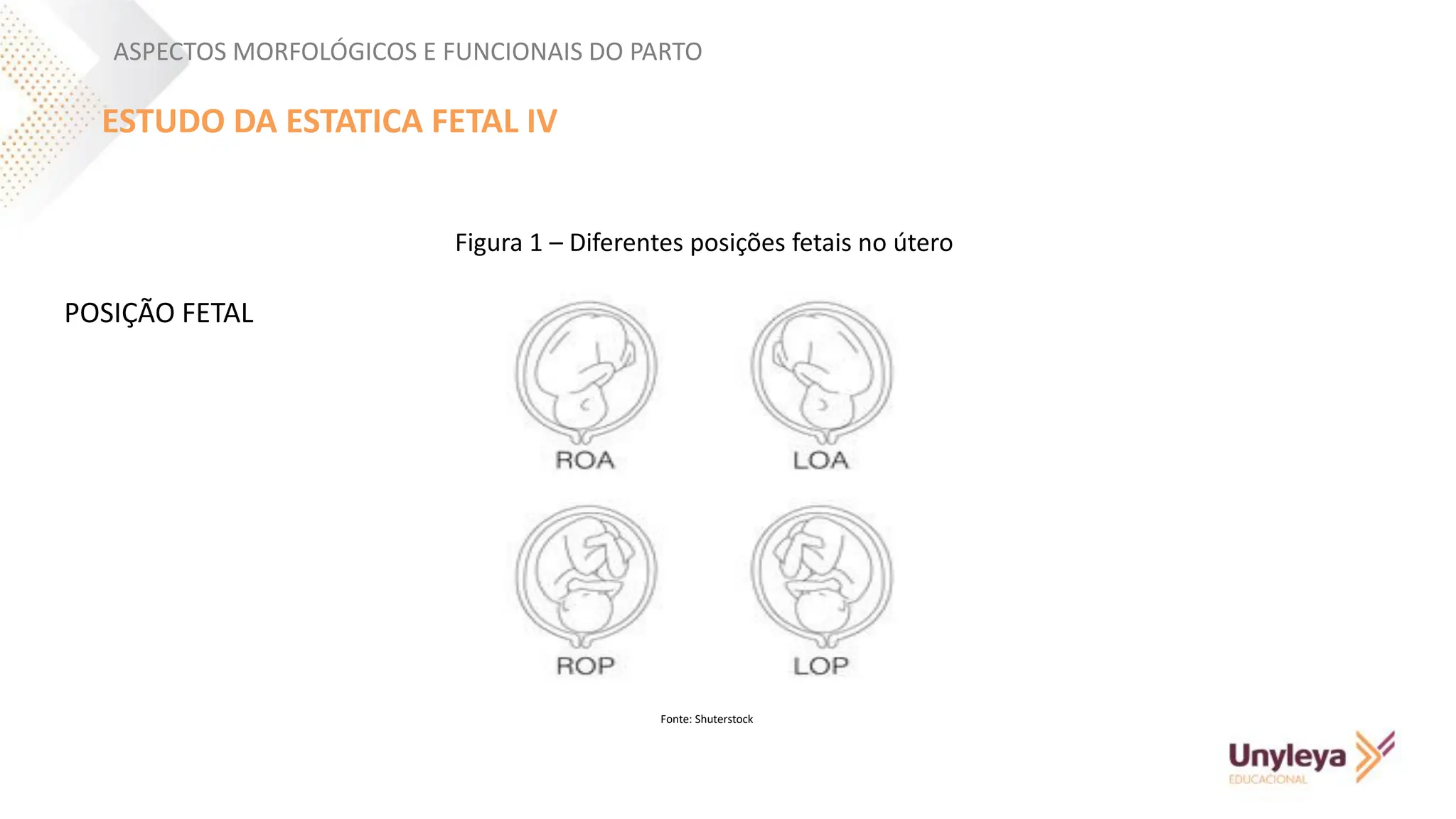 1.4 Estudo da estática fetal IV.pdfmllllllllllllllll | PPT