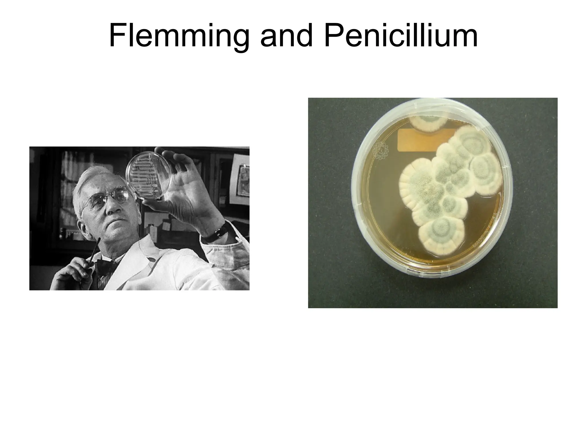 1. Microbiology Introduction.ppt iuiu kc | PPT | Free Download