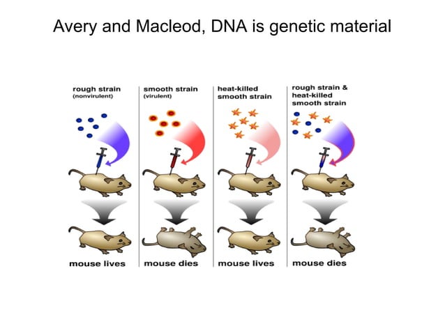 1. Microbiology Introduction.ppt iuiu kc | PPT | Free Download
