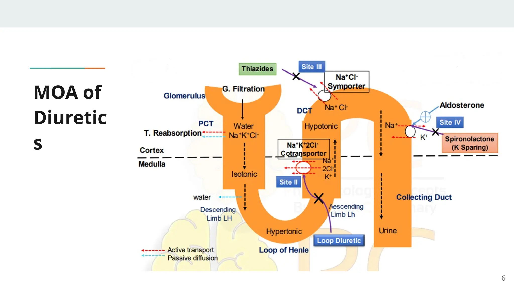 1. introduction to Diuretics for health science.pptx
