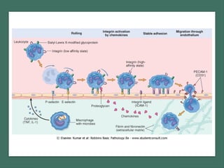 Patofisiologi Inflamasi_Inflamasi dan Penyembuhan Luka (Wound Healing ...