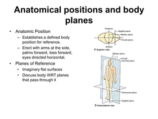 1. Introduction to Anatomical Concepts and The Pectoral Region.pdf