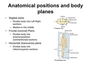 1. Introduction to Anatomical Concepts and The Pectoral Region.pdf