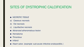 1.6. calcification-ppt. in cell injury. its a process of calcium builds ...