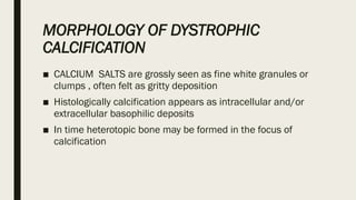 1.6. calcification-ppt. in cell injury. its a process of calcium builds ...
