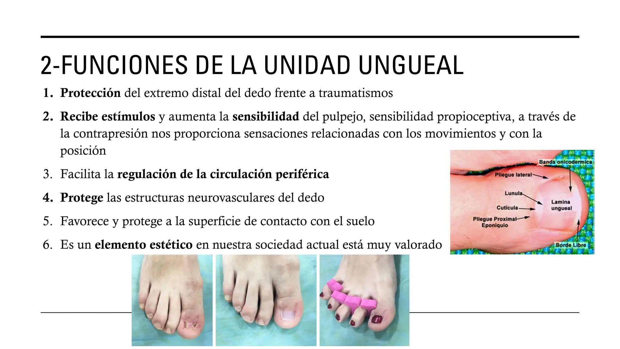 Anatomia completa y general de la Uña.pdf