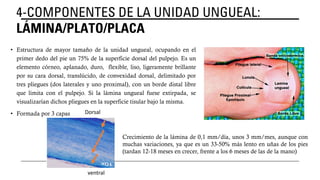 Anatomia completa y general de la Uña.pdf