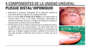 Anatomia completa y general de la Uña.pdf