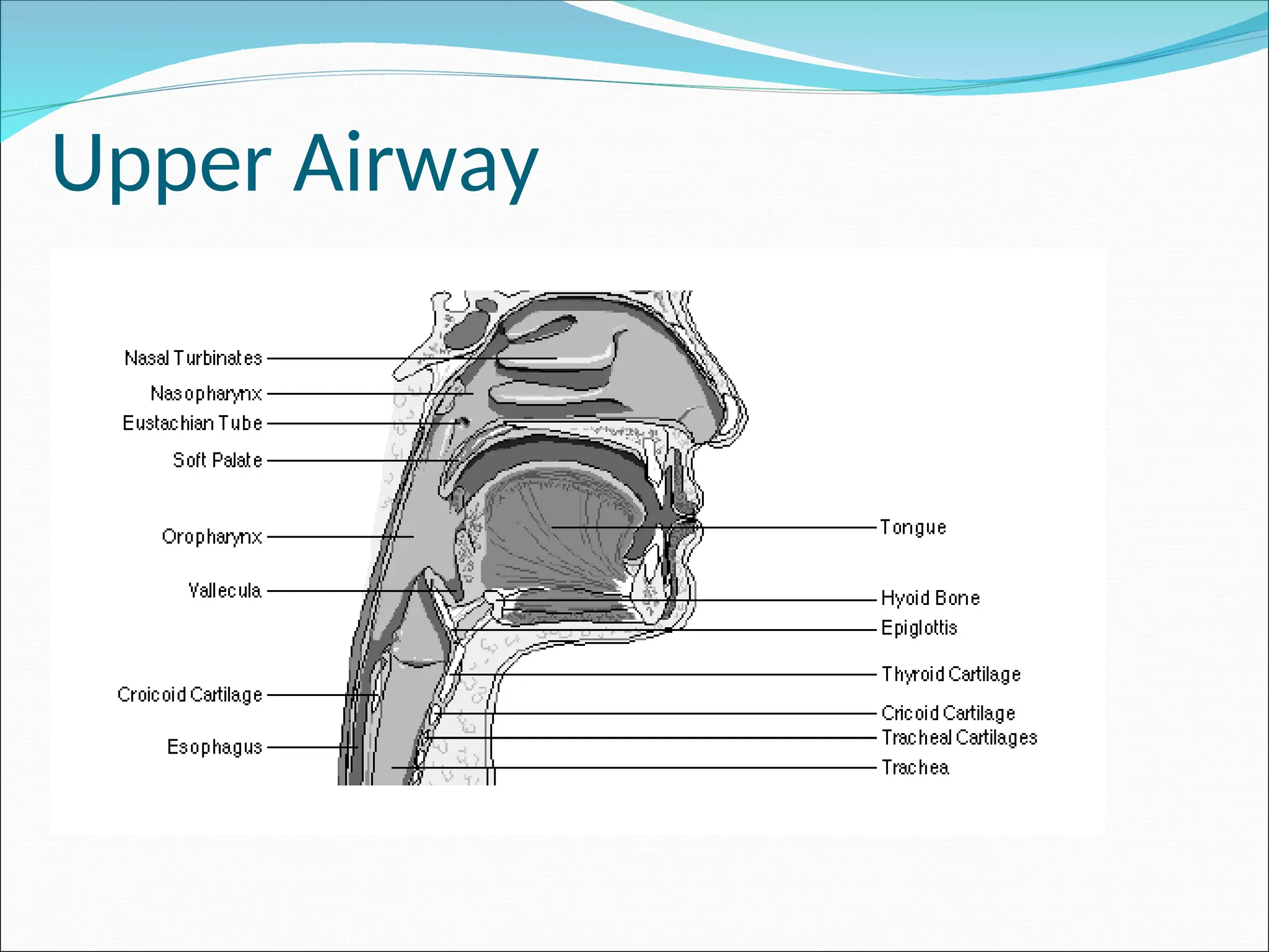 1.AIRWAY ASSESSMENT LOOK, LISTEN, FEEL: Mallampati, LEMON, neck ...