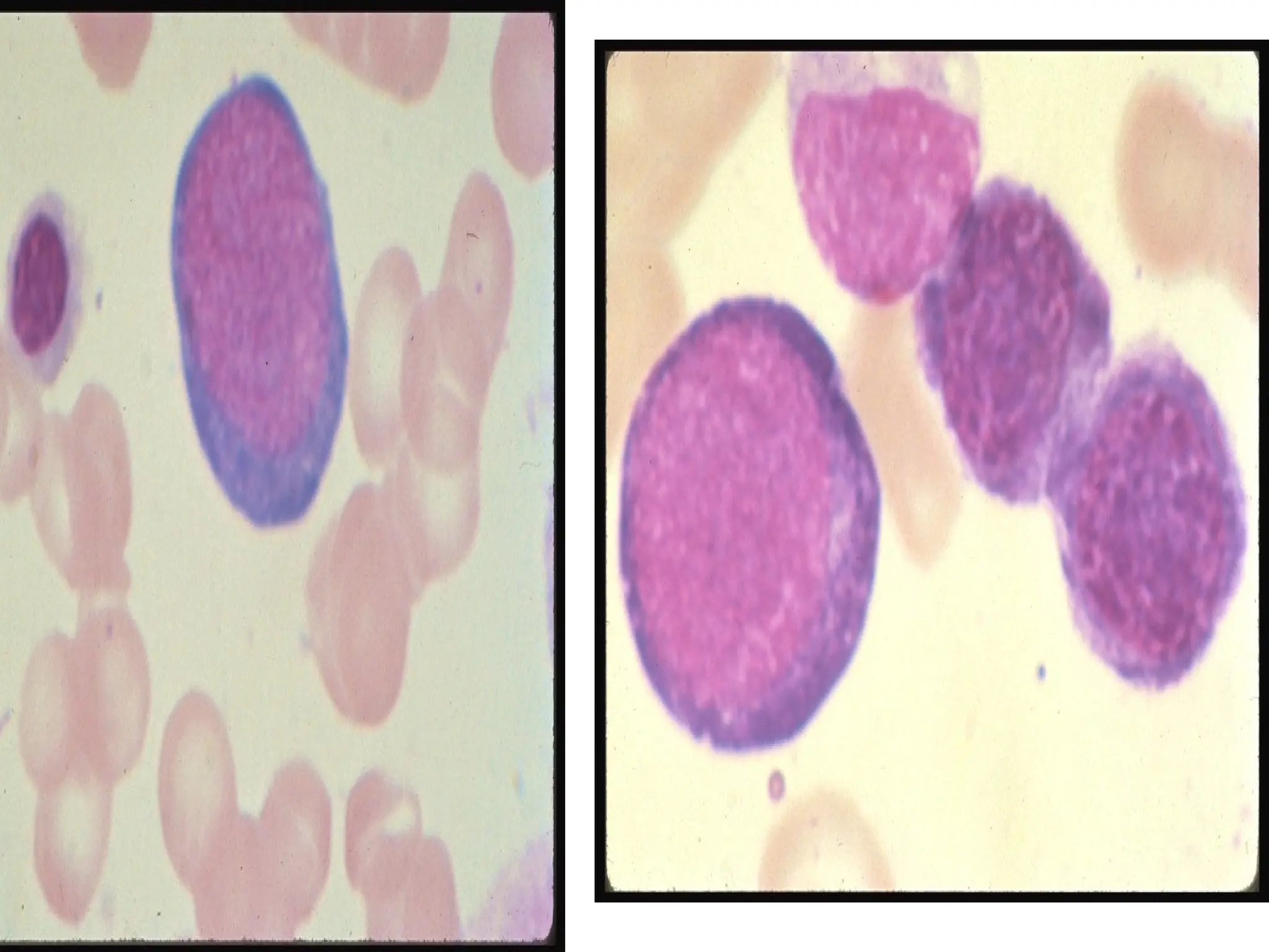 علم اd,.dmdmd,dm.,dmd,.لدم نسرين - م1.pptx