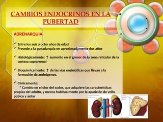 1. ADOLESCENCIA y la pubertad , todo lo que debes saber.ppt
