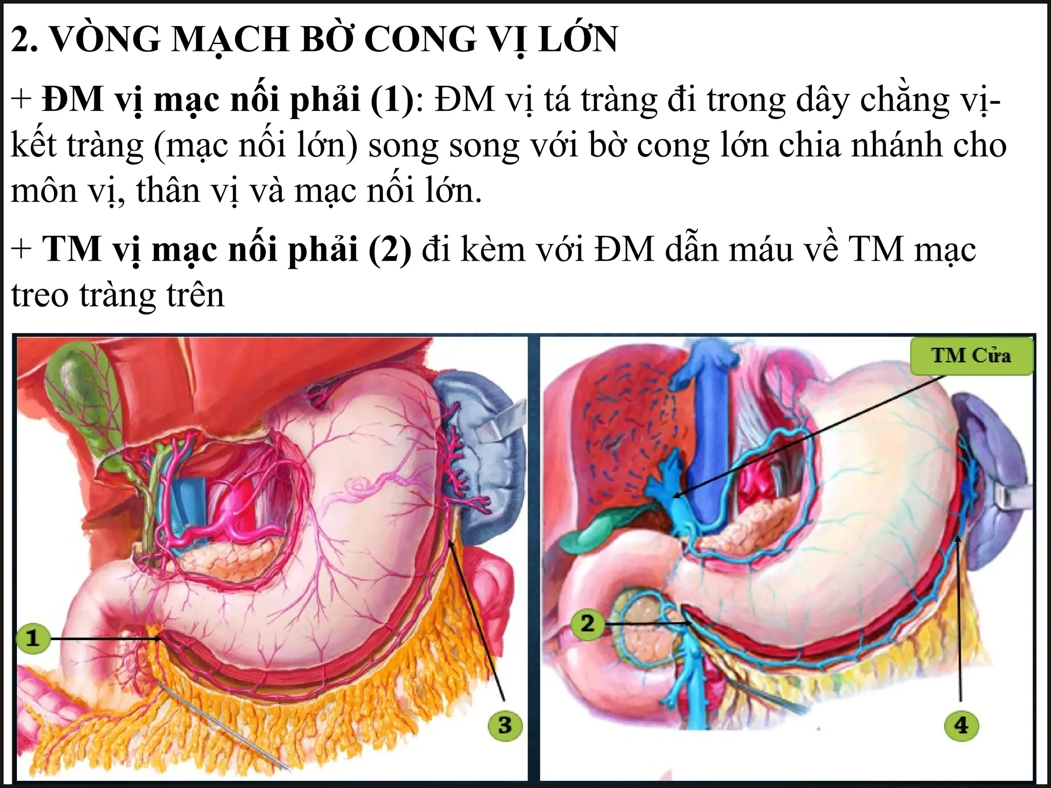 1. Dạ dày.pptx dạ dày dạ dày ddddddddddd | PPTX