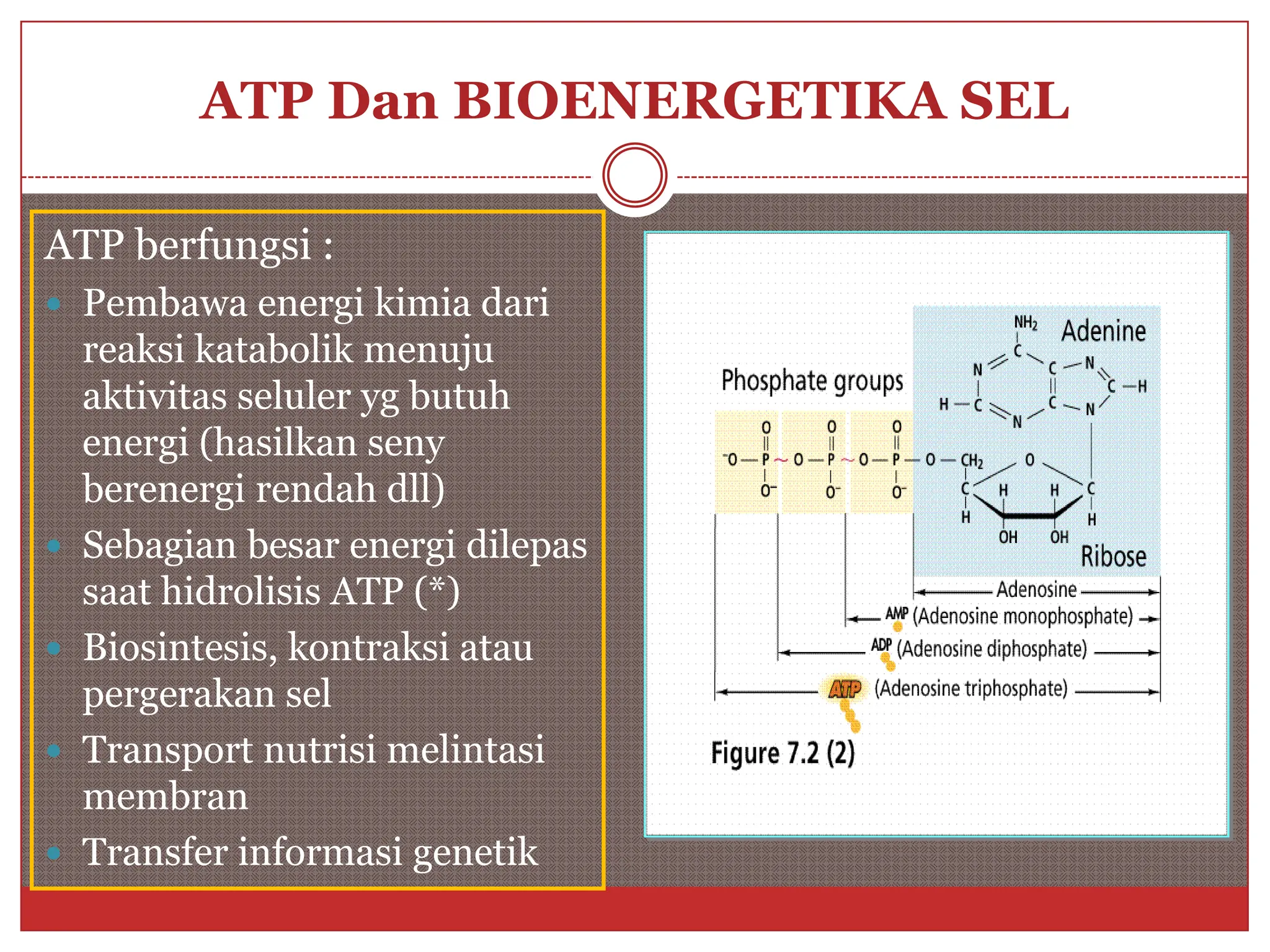 1. konsep bioenergetika (aliran energi organisme) | PDF