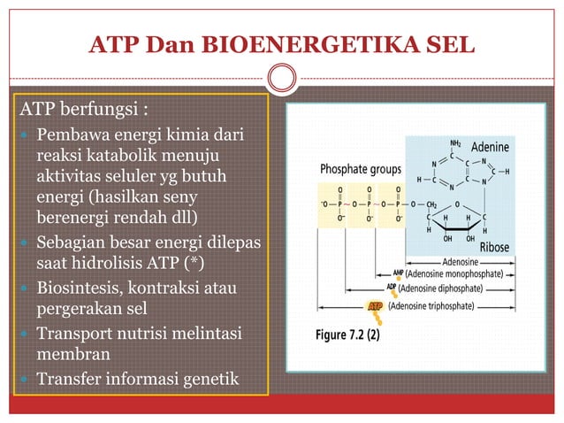 1. konsep bioenergetika (aliran energi organisme) | PDF