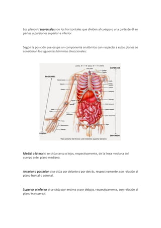 1. GENERALIDADES DE LA MORFOLOGIA HUMANA (1).pdf