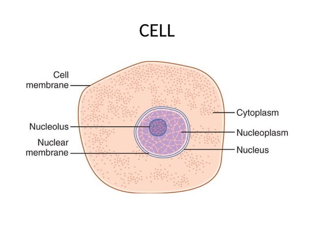 1.1 - CELL STRUCTURE physiology of the cell.pptx