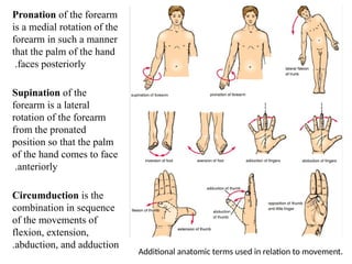 An introduction to the human anatomy for medical students | PPTX